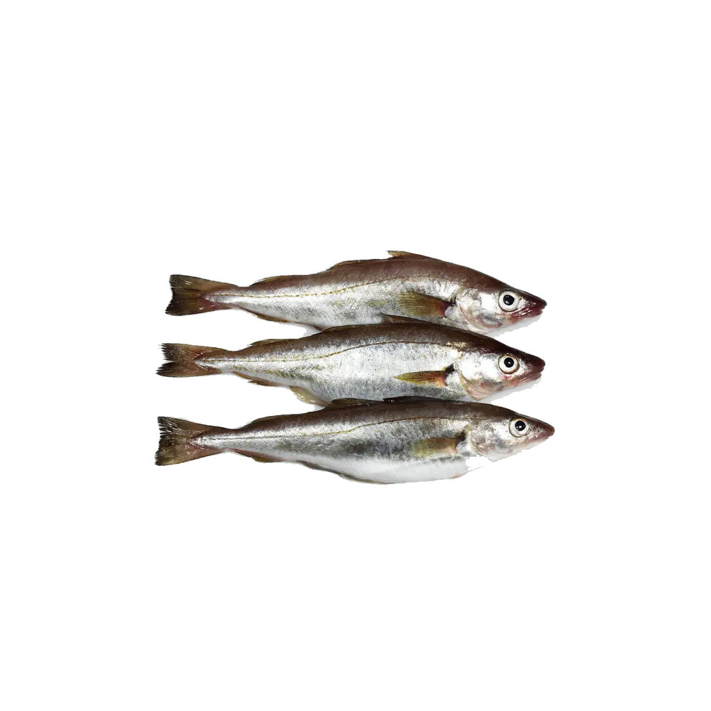 FRESH WHITING FISH – Al Premium Food Mart - McCowan