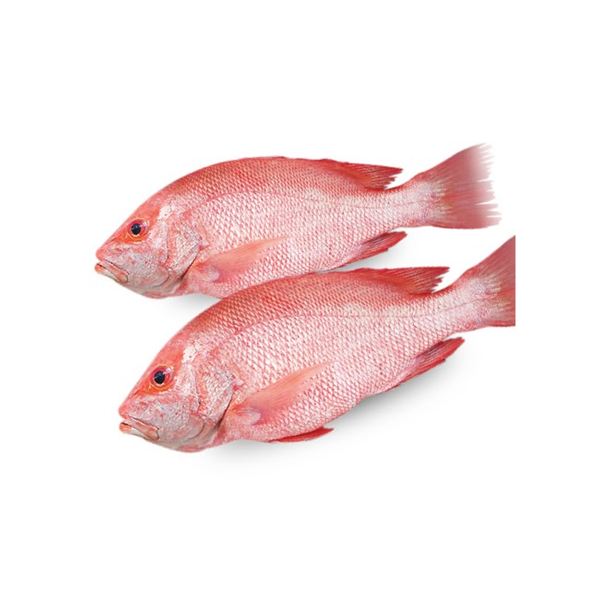Atlantic Red Snapper – Al Premium Food Mart - McCowan