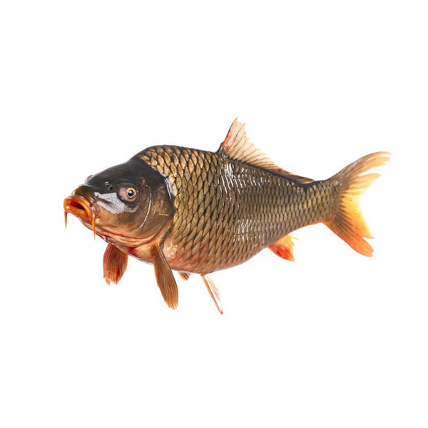 LIVE CARP FISH – Al Premium Food Mart - McCowan