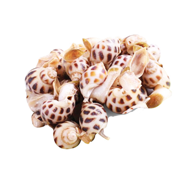 Fresh China Sea Whelk – Al Premium Food Mart - McCowan