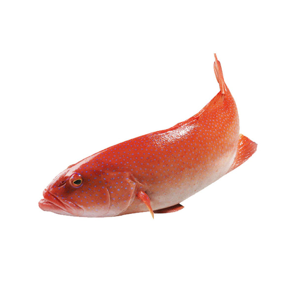 Miniatus Grouper – Al Premium Food Mart - McCowan