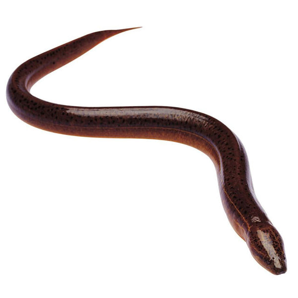 YELLOW EEL – Al Premium Food Mart - McCowan