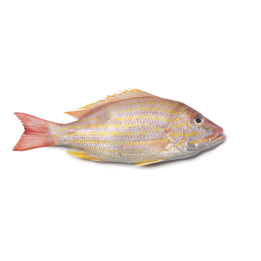 Fresh Atlantic LANE SNAPPER – Al Premium Food Mart - McCowan